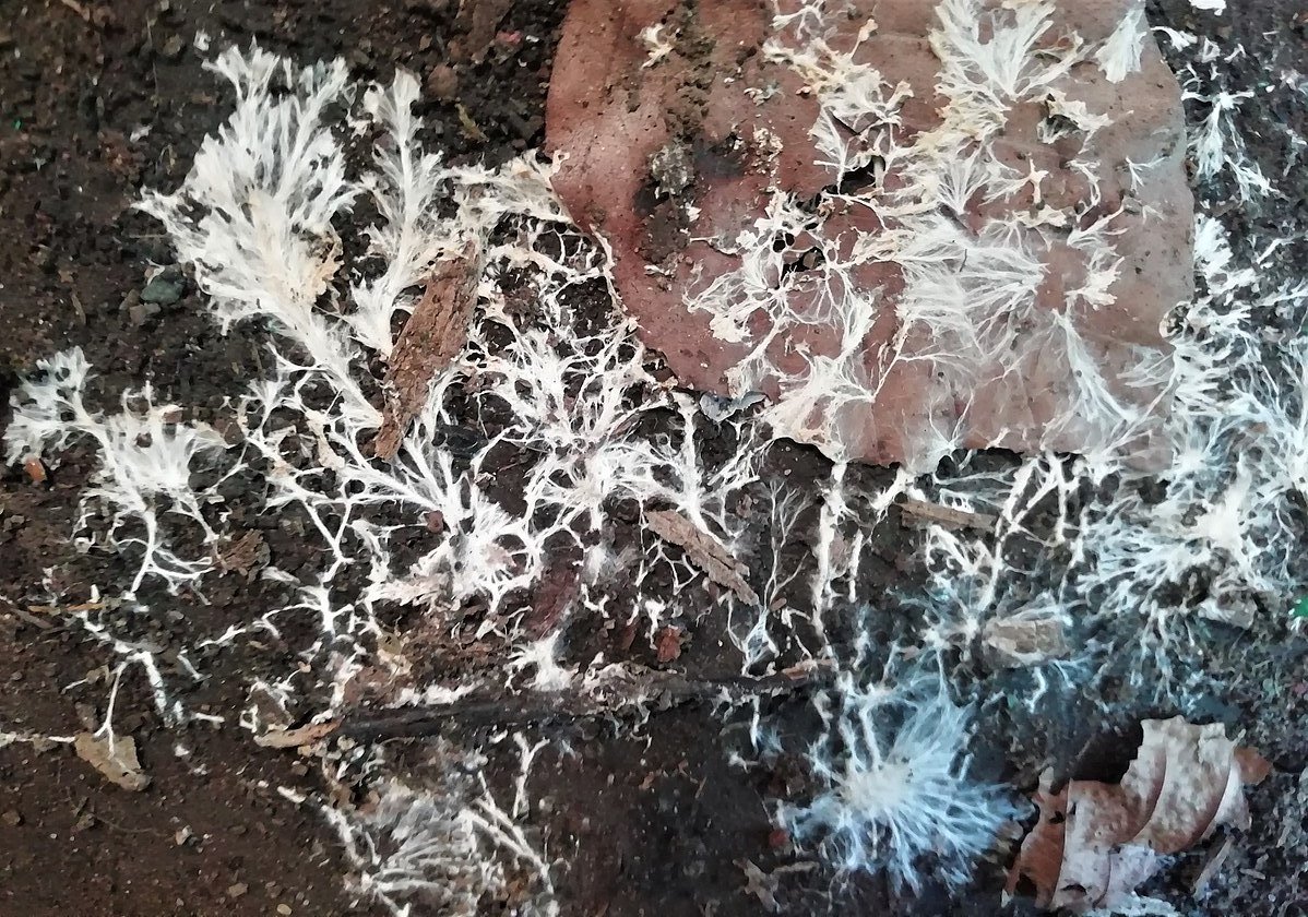 Fixing the Future With Fungus: An Unsung Climate Solution | Bow Seat ...